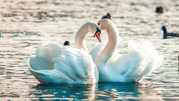 Für immer zusammen – Liebespaare im Tierreich - tierwelt.ch | TierWelt