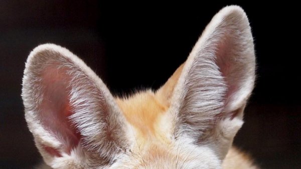 Wem gehören welche Ohren? - tierwelt.ch | TierWelt