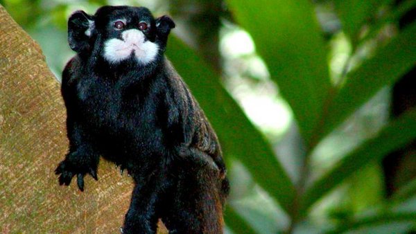 Der Regenwald braucht seine Affen - tierwelt.ch | TierWelt