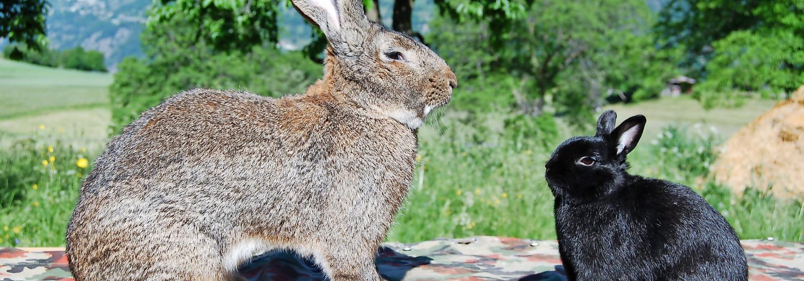 Vom Zwerg bis zum Riesen - tierwelt.ch | TierWelt