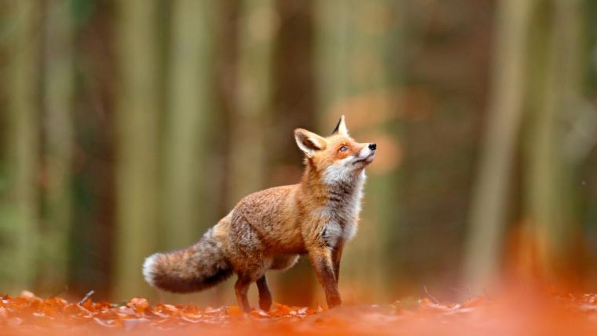 Intensive Landnutzung schmälert Ökosystemdienstleistungen - tierwelt.ch ...