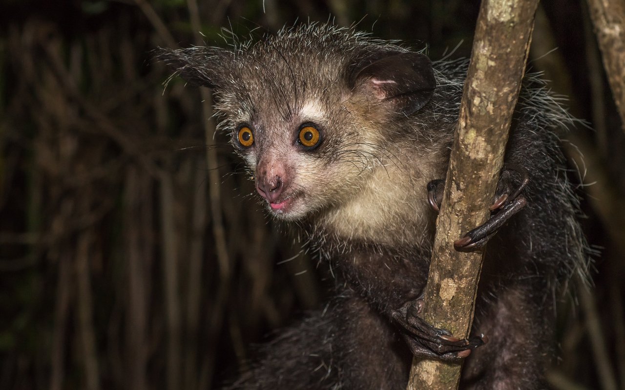 Wenn das Fingertier tief in der Nase grübelt - tierwelt.ch | TierWelt