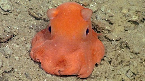 Niedlicher Oktopus soll «bezaubernd» heissen - tierwelt.ch | TierWelt