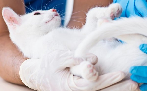 Wenn die Katze Schlitten fährt - tierwelt.ch | TierWelt