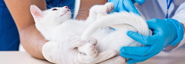 Wenn die Katze Schlitten fährt - tierwelt.ch | TierWelt