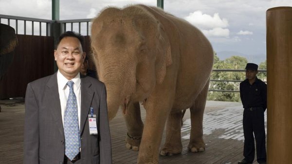 Burma: Weisser Elefant gefangen - tierwelt.ch | TierWelt