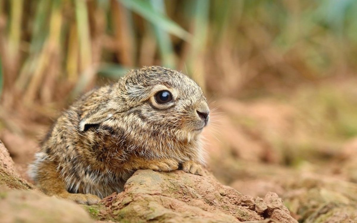 Über den Umgang mit jungen Wildtieren - tierwelt.ch | TierWelt