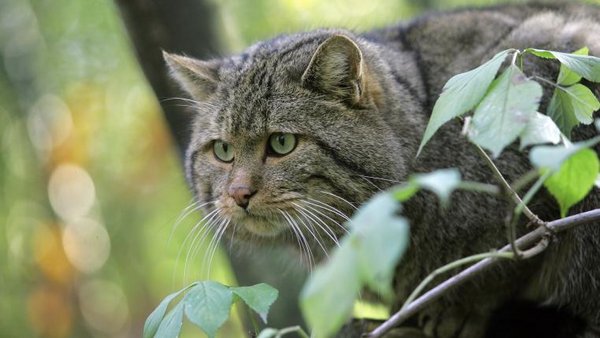 Hauskatzen bedrohen den Fortbestand der Europäischen Wildkatze ...