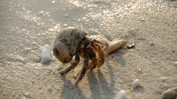 Faszinierende kleine Krebse - tierwelt.ch | TierWelt