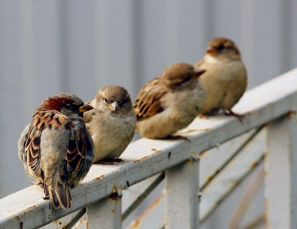 Vom gejagten Spatz zum geschätzten Helfer - tierwelt.ch | TierWelt