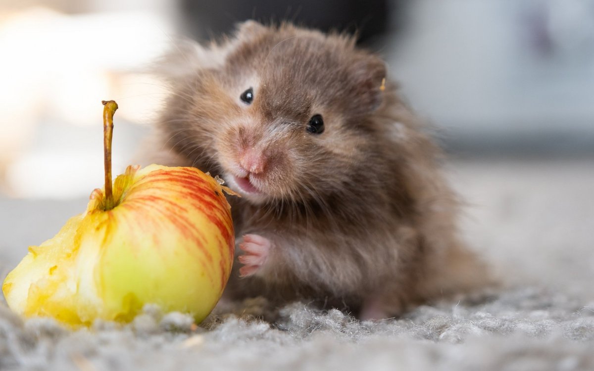 Was wissen Sie alles über Hamster? - tierwelt.ch | TierWelt