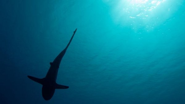 Appetit auf Haiflossen dezimiert Bestände - tierwelt.ch | TierWelt