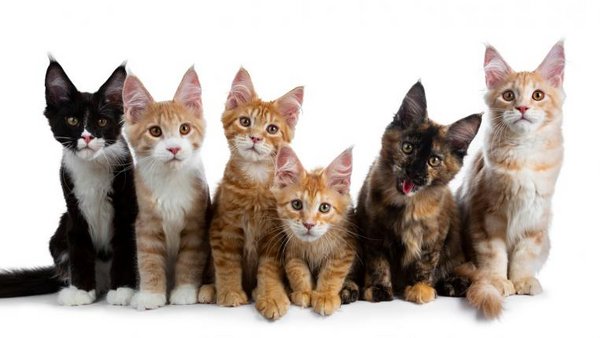 Berner darf nur sechs Katzen halten - tierwelt.ch | TierWelt