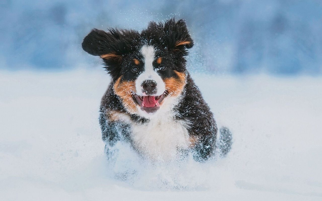 Schne Hund Holt Sich Flhe Im Garten Bilder