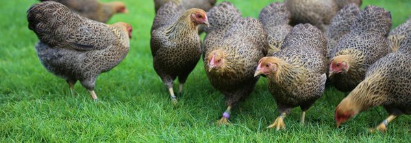 Jedem Huhn seinen Platz - tierwelt.ch | TierWelt