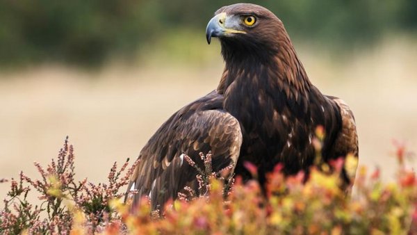 Die Vogelwarte sucht den «Cover-Bird» - tierwelt.ch | TierWelt