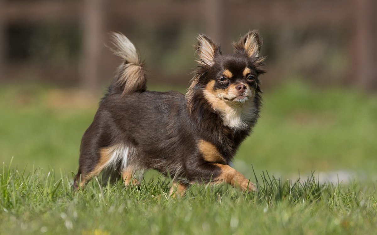 Chihuahua: Der Mini-Hund mit grossem Selbstbewusstsein - tierwelt.ch ...