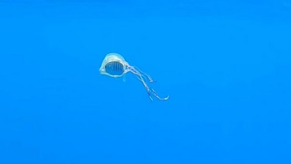 Fisch schwimmt in Qualle - tierwelt.ch | TierWelt