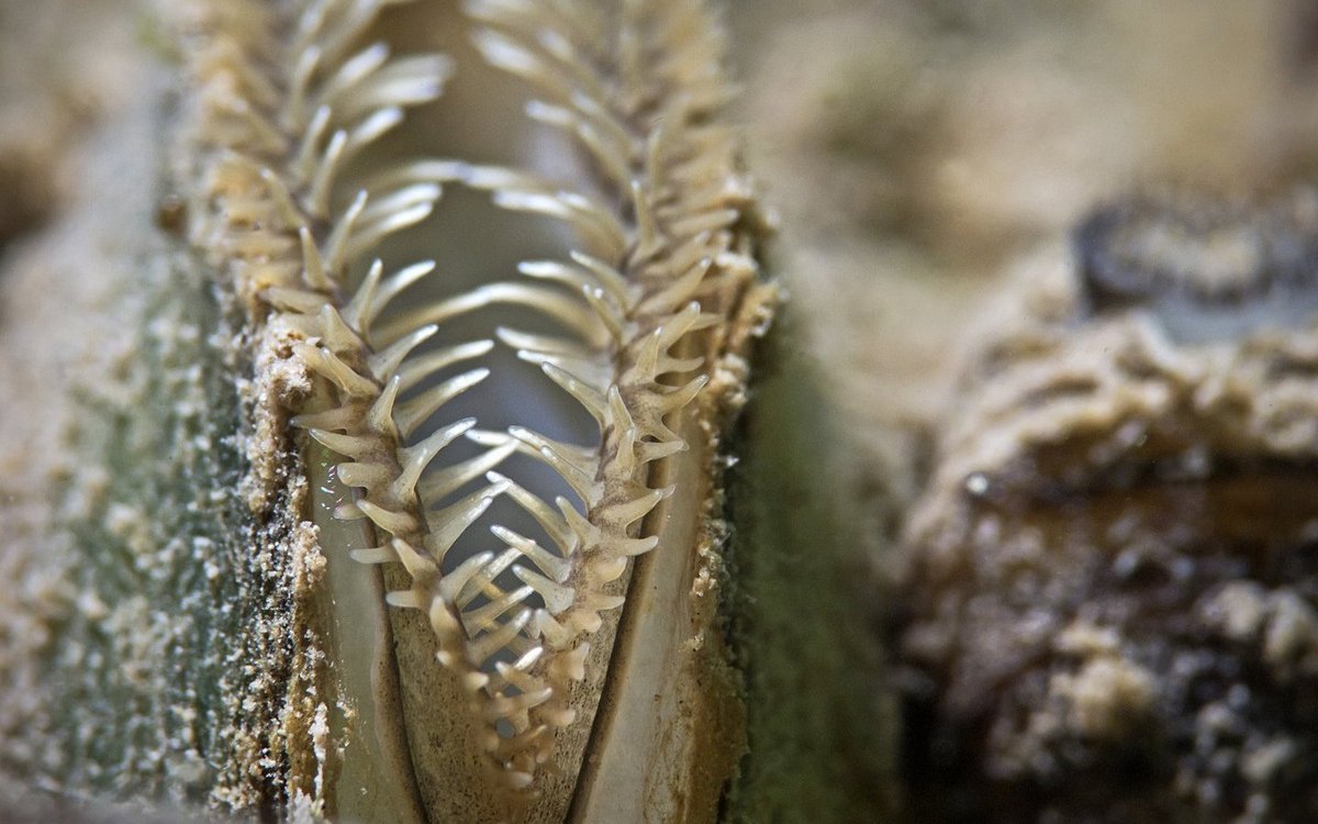 Muscheln der Schweiz - tierwelt.ch | TierWelt