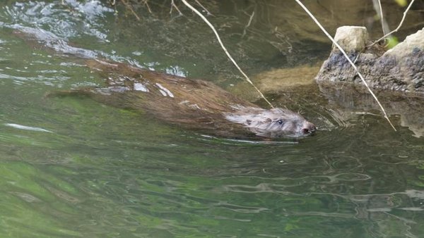 Wilder Biber zu Besuch im Zoo Basel - tierwelt.ch | TierWelt