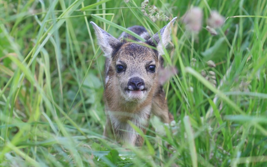 Doppelt so viele Rehkitze vor dem Mähtod gerettet - tierwelt.ch | TierWelt