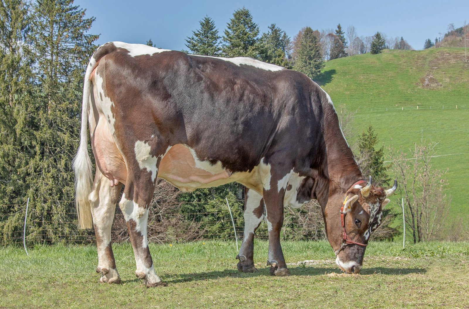 Schweizer Braunvieh: Vom Nationalsymbol zum Exportschlager - tierwelt ...