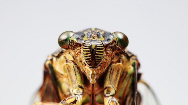 Der Ruf der Eule - tierwelt.ch | TierWelt