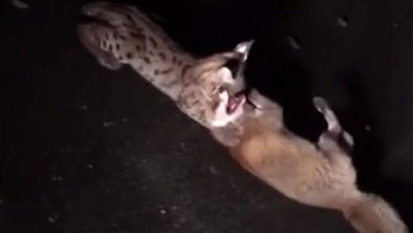 Luchs kämpft gegen Fuchs - tierwelt.ch | TierWelt