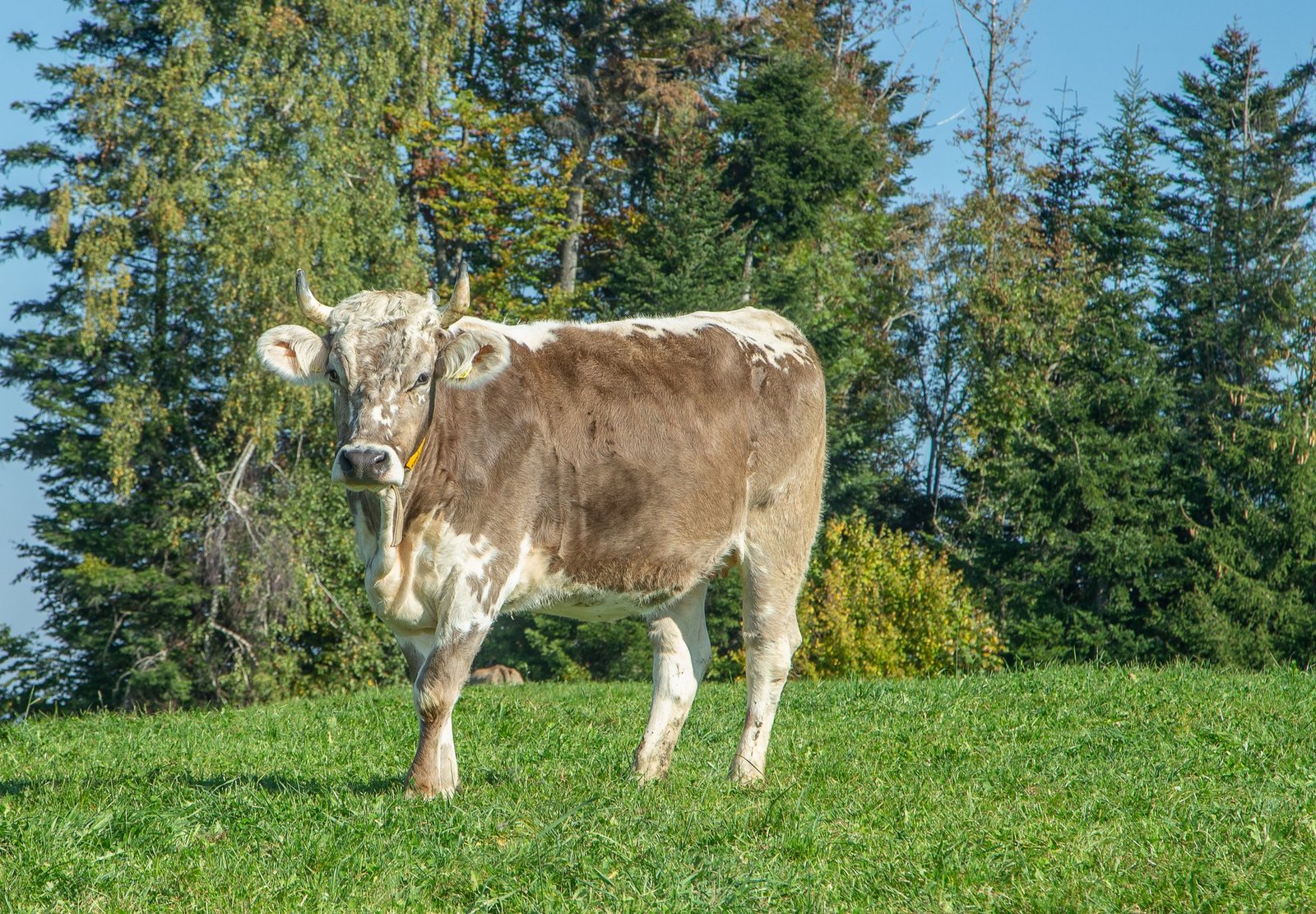 Was sind «Blüem»? - tierwelt.ch | TierWelt