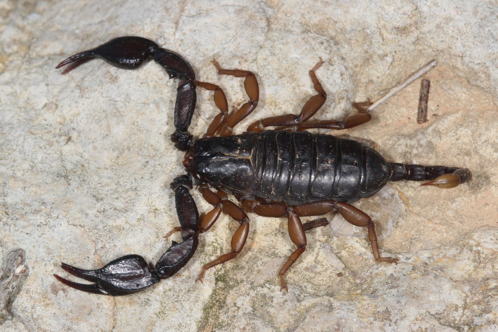 Diese fünf Skorpionarten leben in der Schweiz - tierwelt.ch | TierWelt