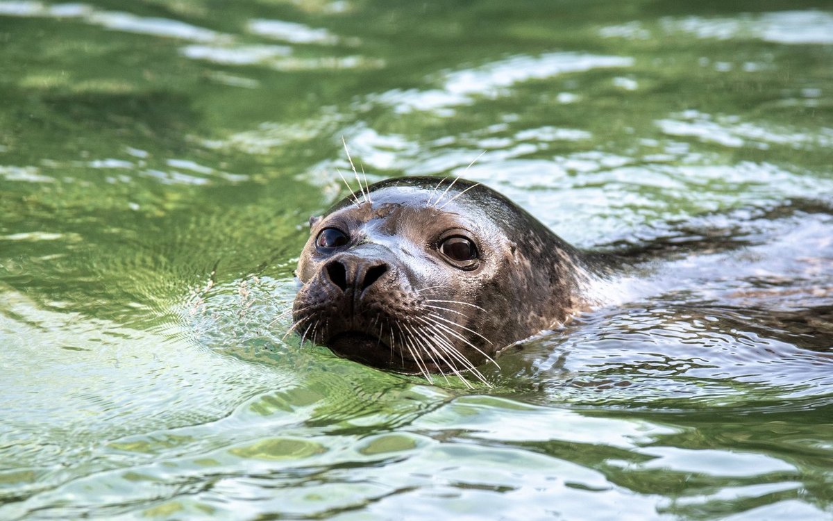 Wegen Dichtungsteil im Magen: Seehund Saluk aus dem Tierpark Bern ist ...