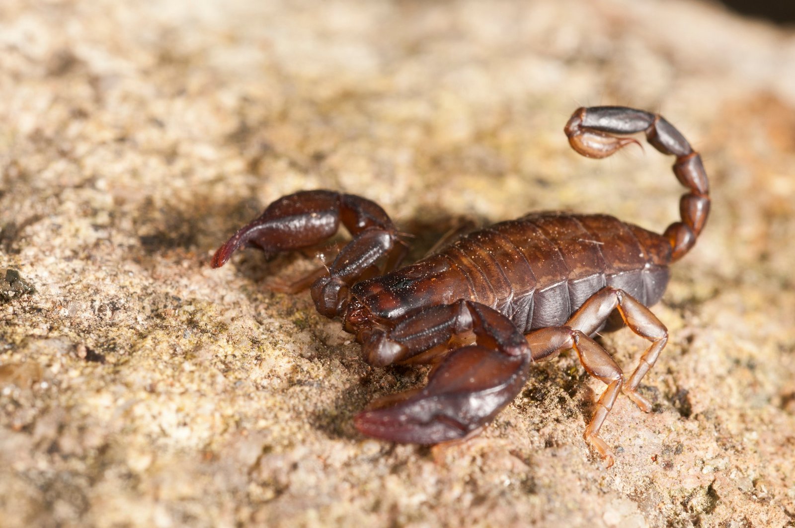 Diese fünf Skorpionarten leben in der Schweiz - tierwelt.ch | TierWelt