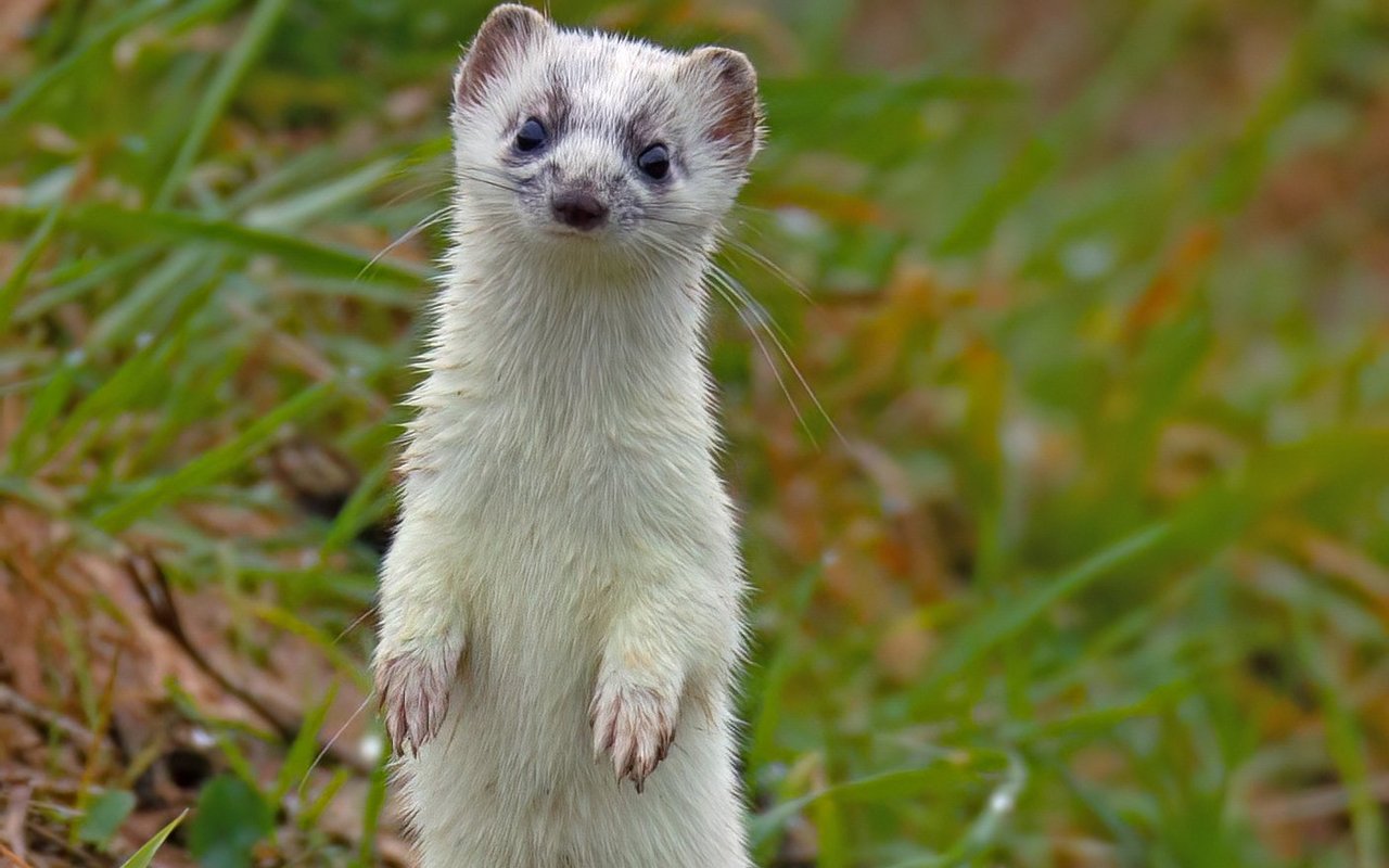 Das Mauswiesel und der Klimawandel - tierwelt.ch | TierWelt