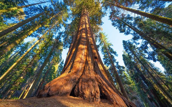 Mammutbaum selber ziehen - tierwelt.ch | TierWelt