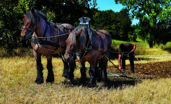 Einsatzgebiete des Pferdes als Arbeitstier - tierwelt.ch | TierWelt