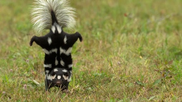 Welt der kleinen Stinktiere artenreicher als angenommen - tierwelt.ch ...