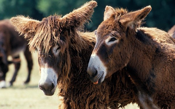 Poitou-Esel: Hippie mit Hufen - tierwelt.ch | TierWelt