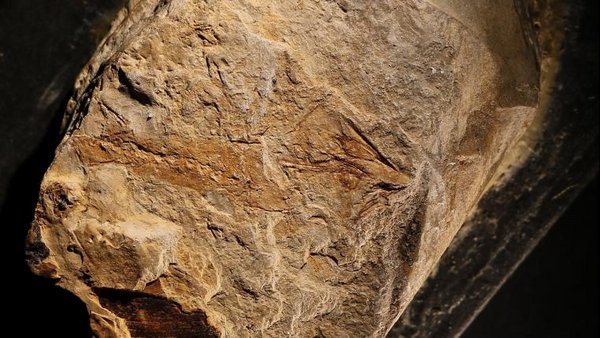 Ältester Salamander der Welt entdeckt - tierwelt.ch | TierWelt