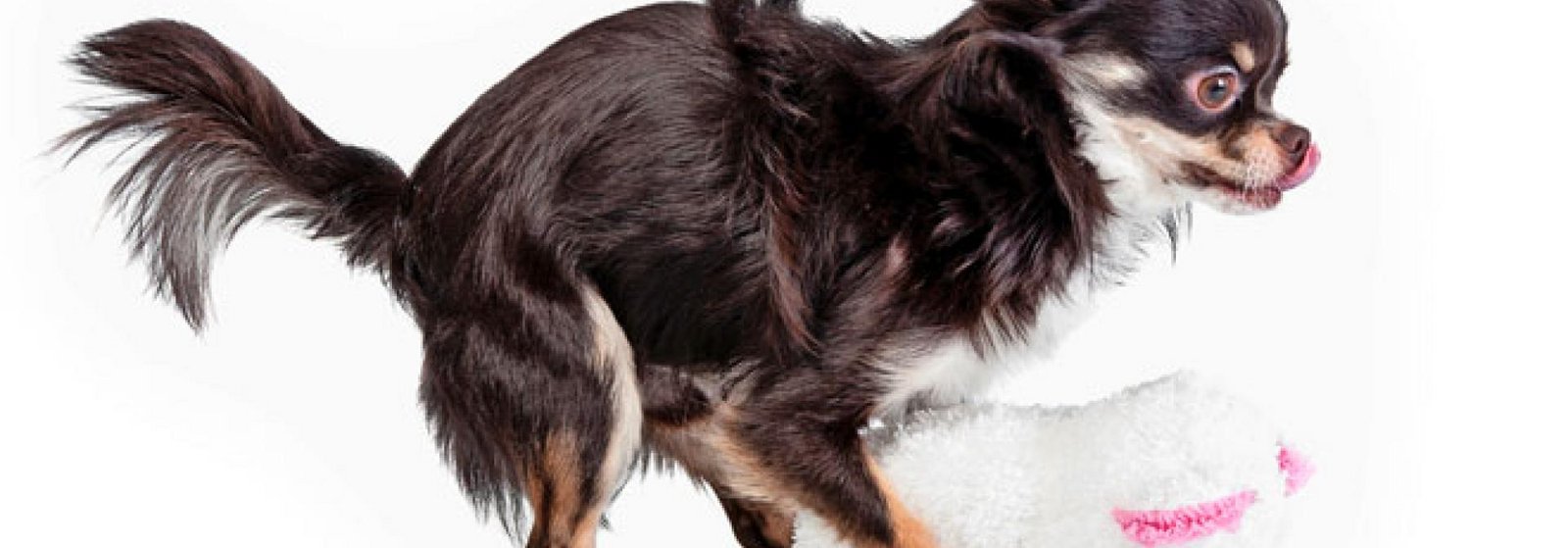 Zwanghaftes Rammeln soll nicht sein - tierwelt.ch | TierWelt