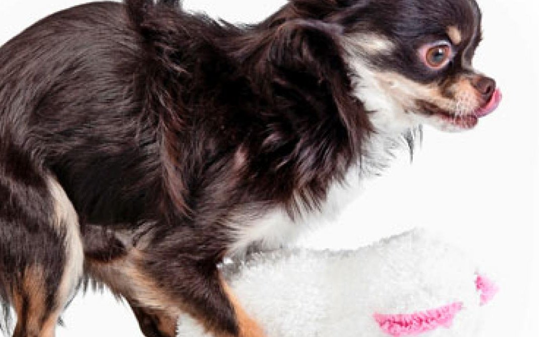 Zwanghaftes Rammeln soll nicht sein - tierwelt.ch | TierWelt