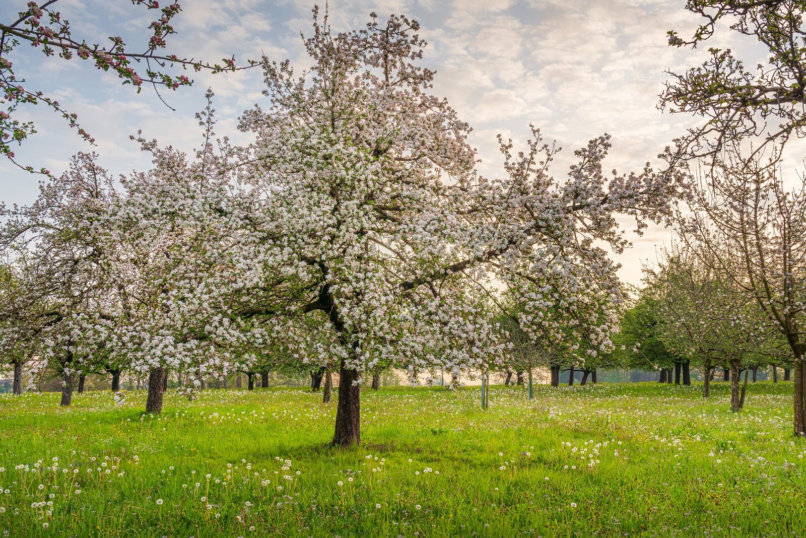 Vier schöne Blütenwanderungen - tierwelt.ch | TierWelt