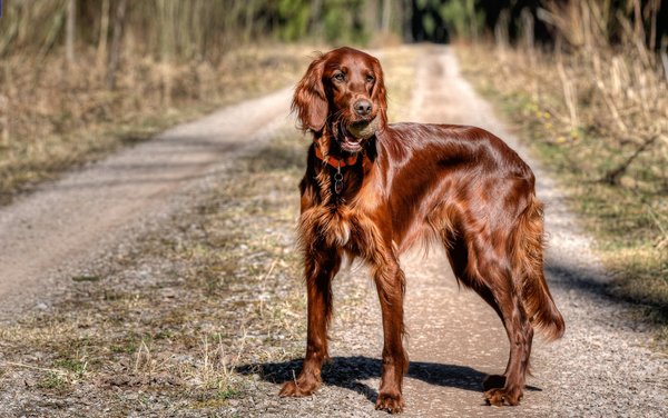 Irish Red Setter – der elegante Jagdhund - tierwelt.ch | TierWelt
