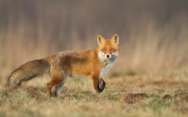 Der Rotfuchs: Schlau und weit verbreitet - tierwelt.ch | TierWelt