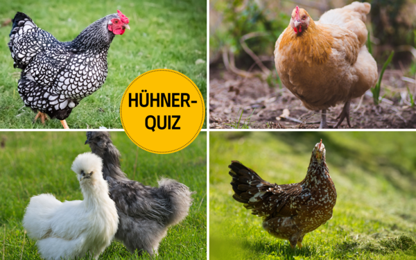 Testen Sie Ihr Hühner-Wissen im Quiz - tierwelt.ch | TierWelt