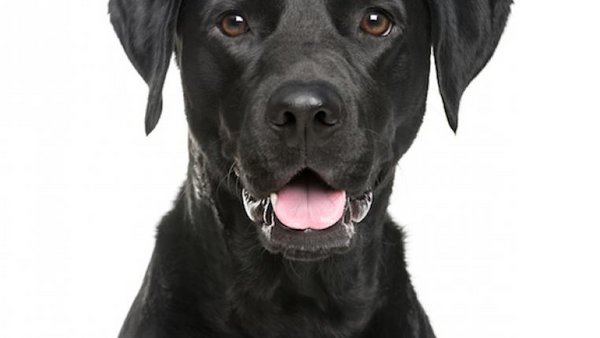 Labrador Sully begleitet Bush nach dessen Tod - tierwelt.ch | TierWelt