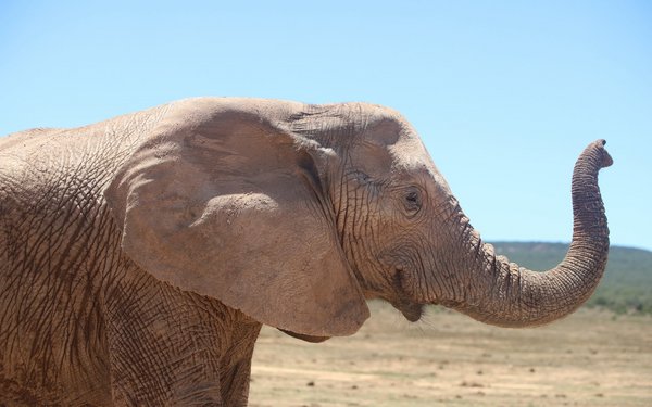 Das Geheimnis des Rüssels - tierwelt.ch | TierWelt