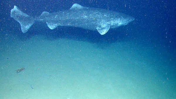 Grönlandhaie werden über 400 Jahre alt - tierwelt.ch | TierWelt