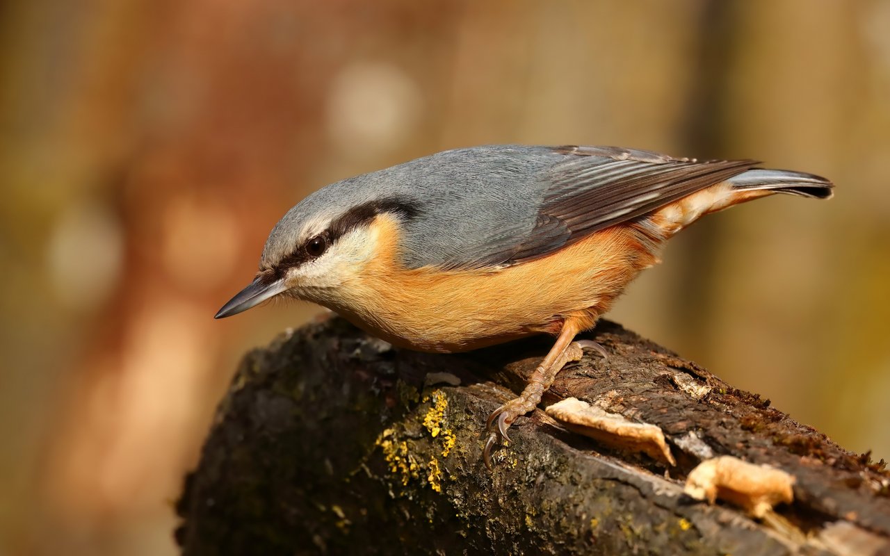 Der Kleiber: Kopfüber am Baum - tierwelt.ch | TierWelt