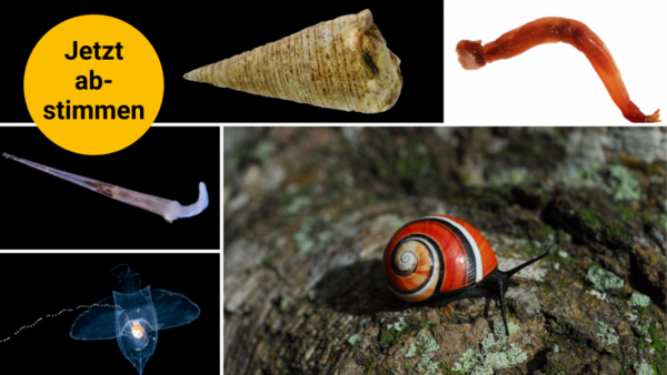 Der grosse Preis der Weichtiere - tierwelt.ch | TierWelt