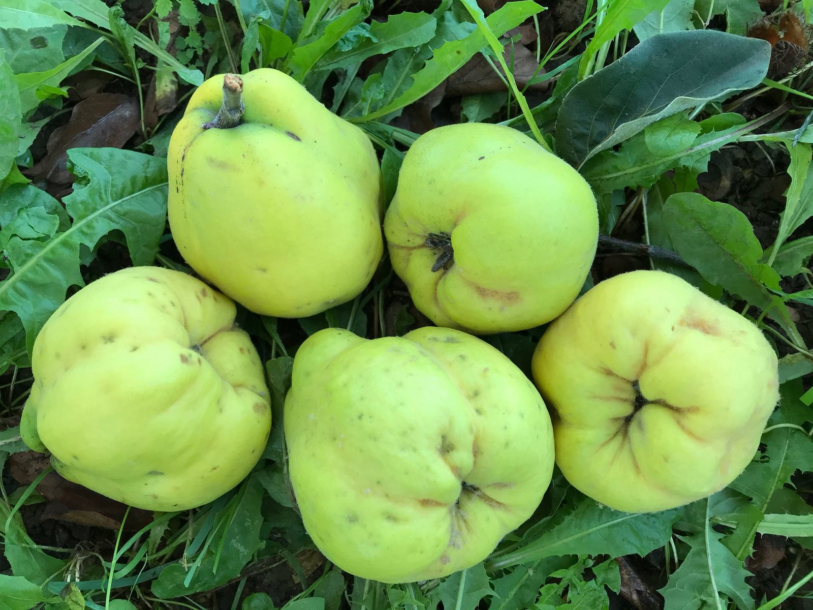 Die alte Quitte aus dem Aargau - tierwelt.ch | TierWelt